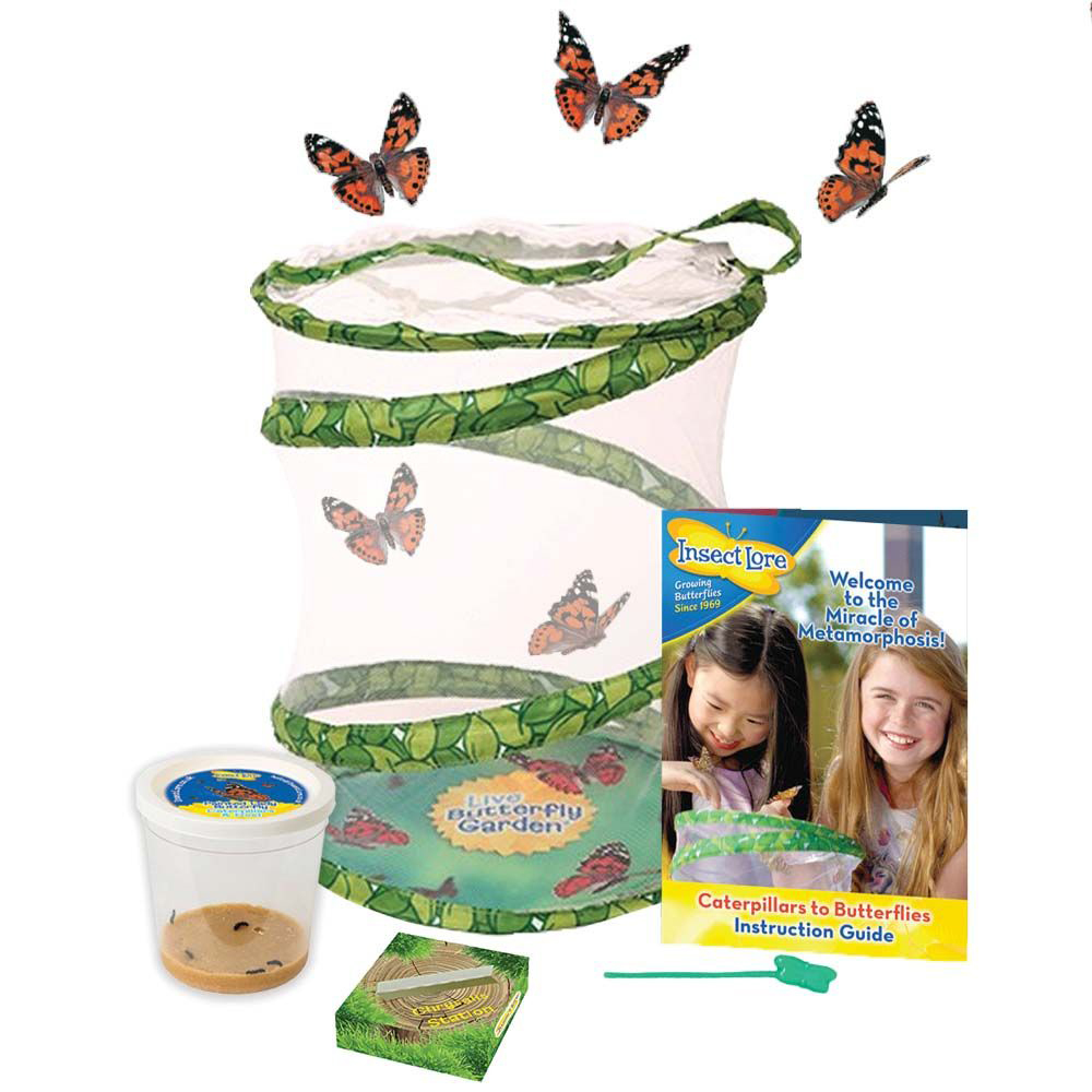 Insect Lore Live Butterfly Garden Hatching Kit